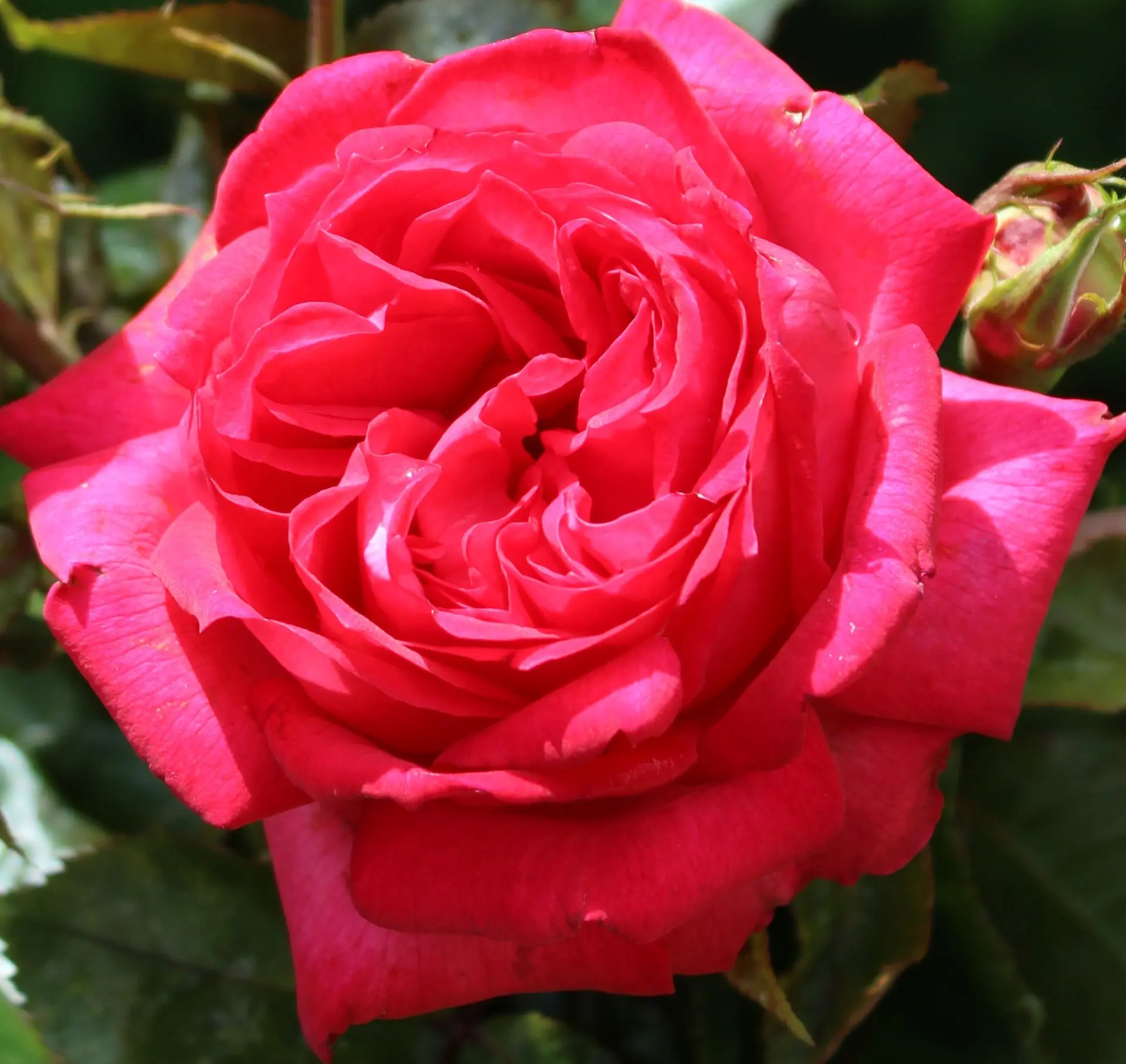 Pourquoi planter un rosier à l'automne I VillaVerde