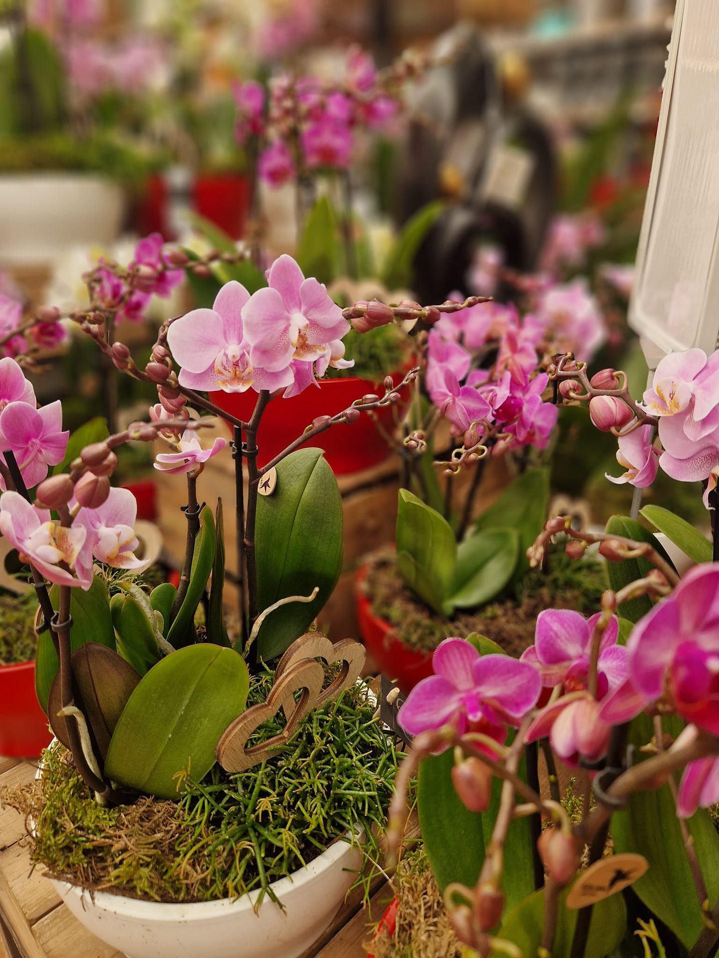 Jardinerie Animalerie Brive I VillaVerde
